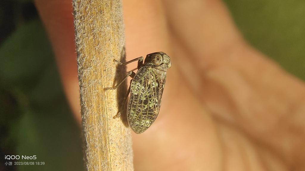 Issid Planthoppers from Kunming, CN-YN, CN on August 8, 2023 at 06:39 ...