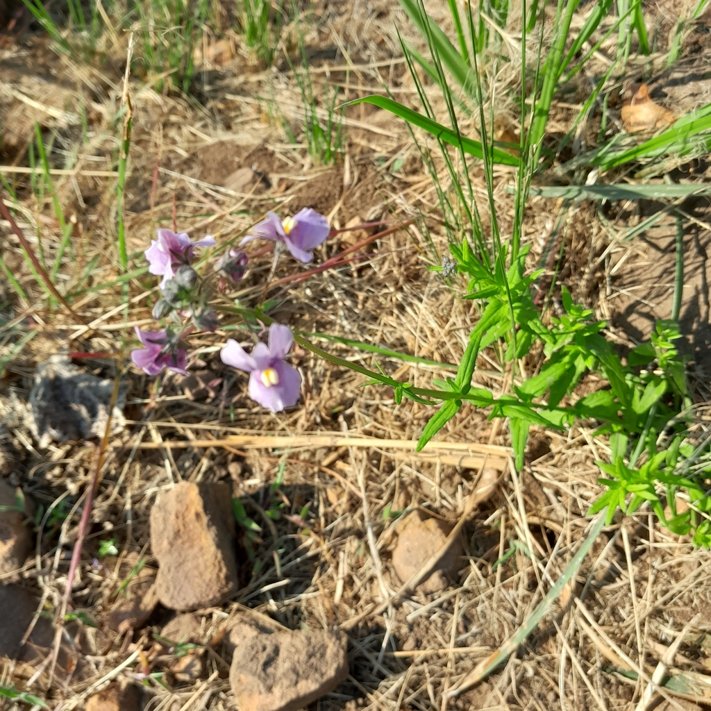 Tooth Lionface from Mahogany Ridge, Pinetown, 3608, South Africa on ...