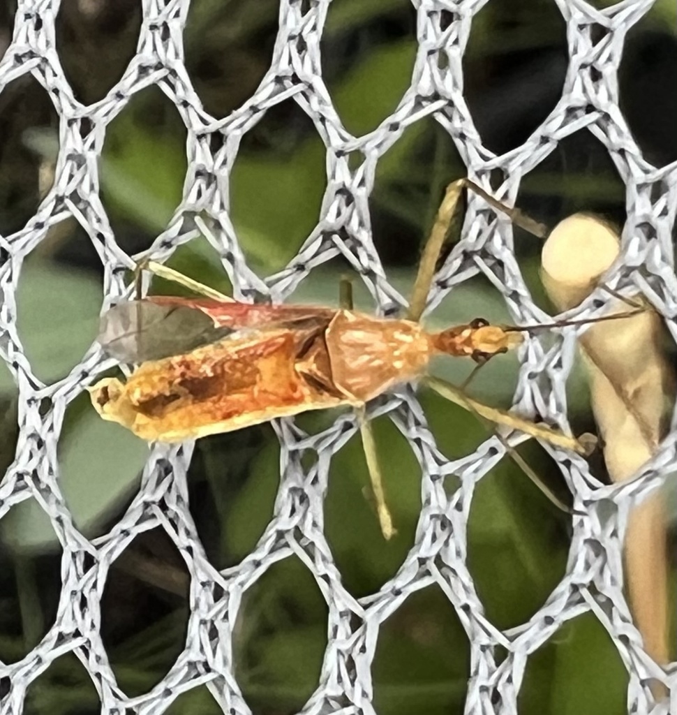 Leafhopper Assassin Bug from Mercedes Ave, Dallas, TX, US on August 8 ...