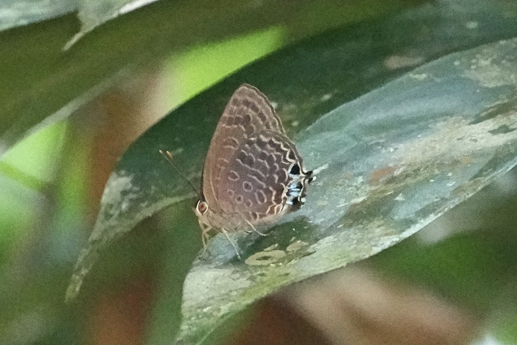 Arhopala stinga from Kota Tinggi on July 30, 2023 at 03:27 PM by ...