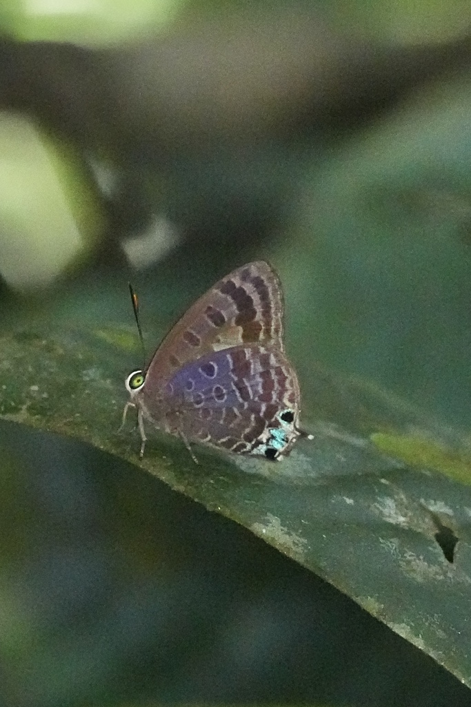Arhopala stinga from Kota Tinggi on July 30, 2023 at 03:48 PM by ...