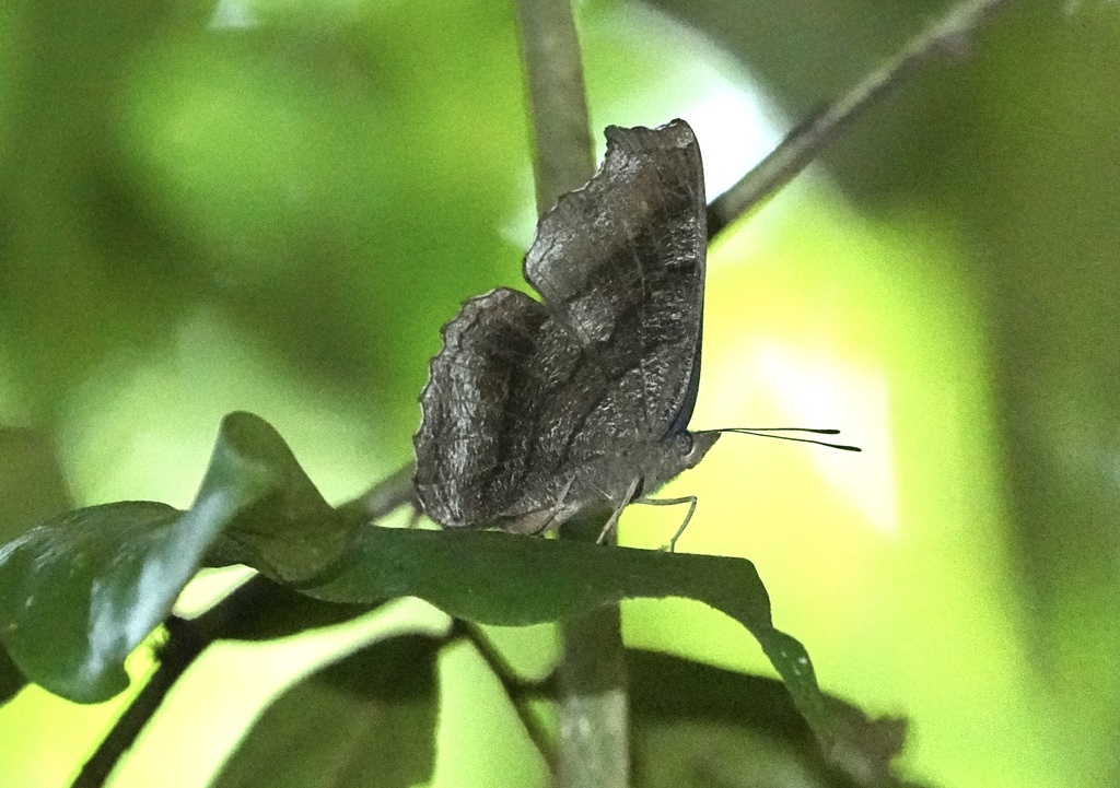 Blue Dandy from Kota Tinggi on July 30, 2023 at 04:02 PM by Catalina ...