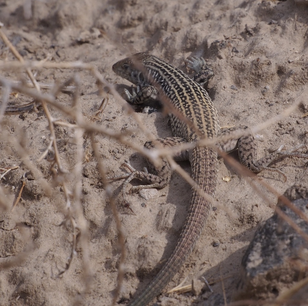 Western Whiptail from Morley Nelson Snake River Birds of Prey, Melba ...