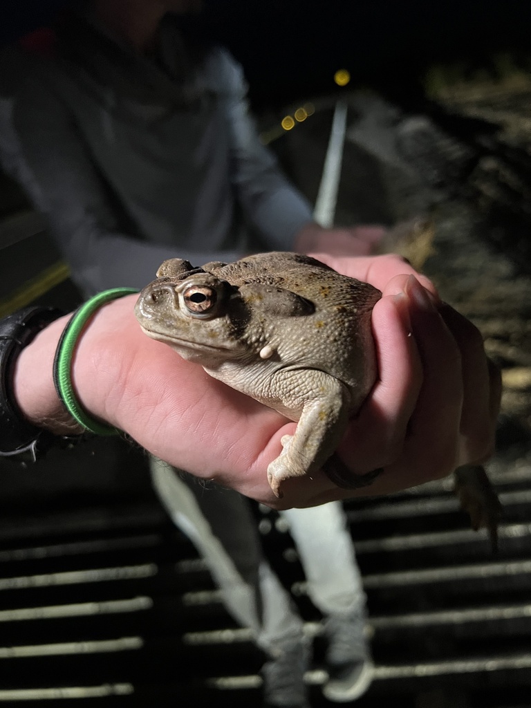 Sonoran Desert Toad in August 2023 by mywildbackyard · iNaturalist