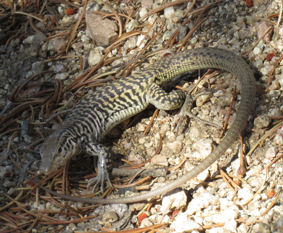 Common Checkered Whiptail from Sandoval County, NM, USA on August 8 ...