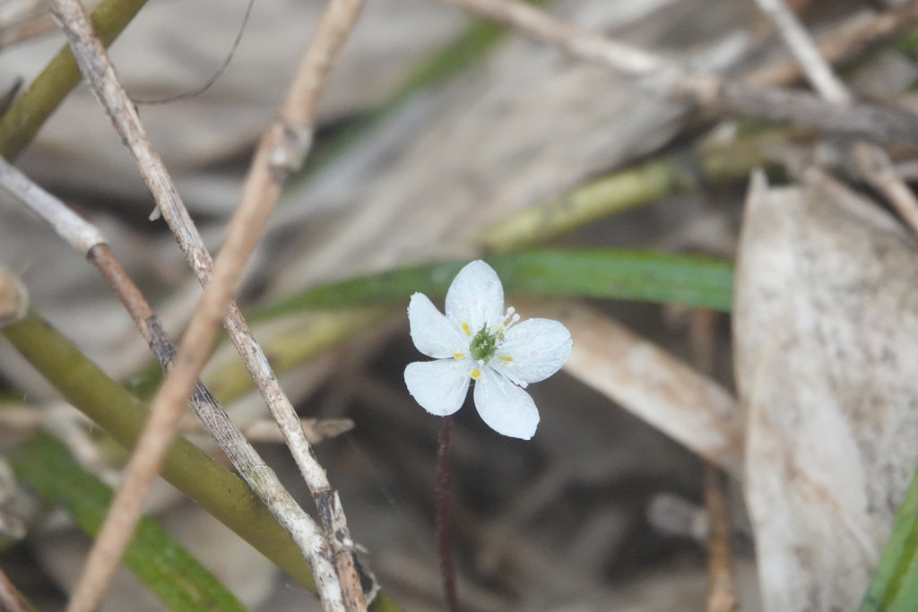 Coptis quinquefolia from Ashikuraji, Tateyama, Nakaniikawa District ...
