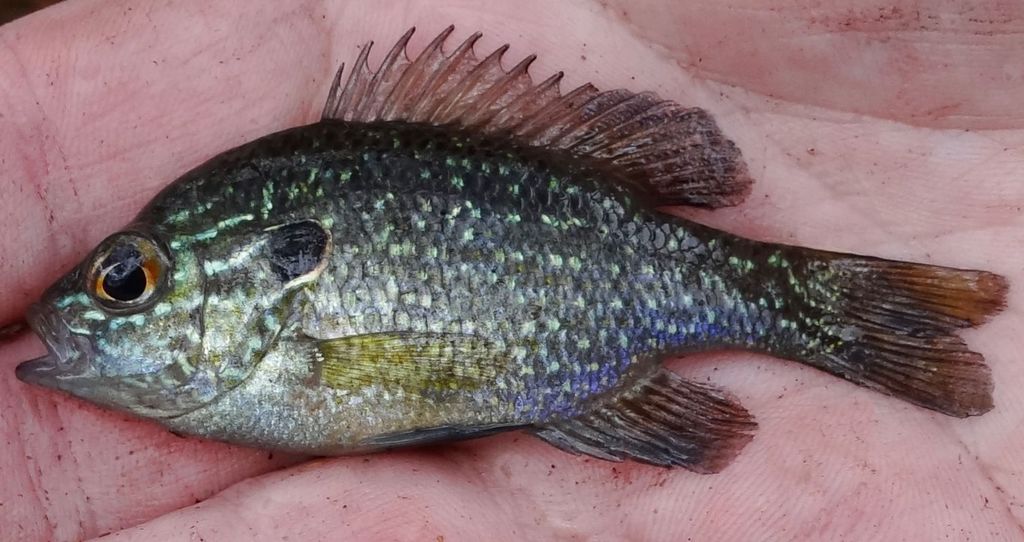Dollar Sunfish from Monroe County, FL, USA on March 07, 2017 by ...