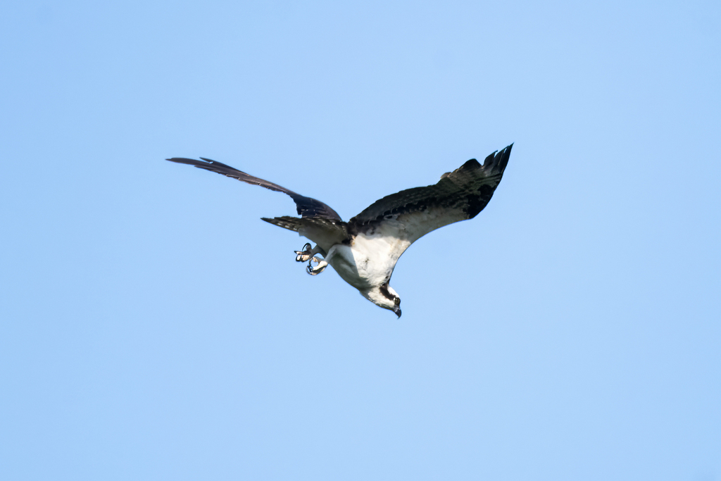 Osprey from Hilton Head Island, SC, USA on August 8, 2023 at 07:22 AM ...