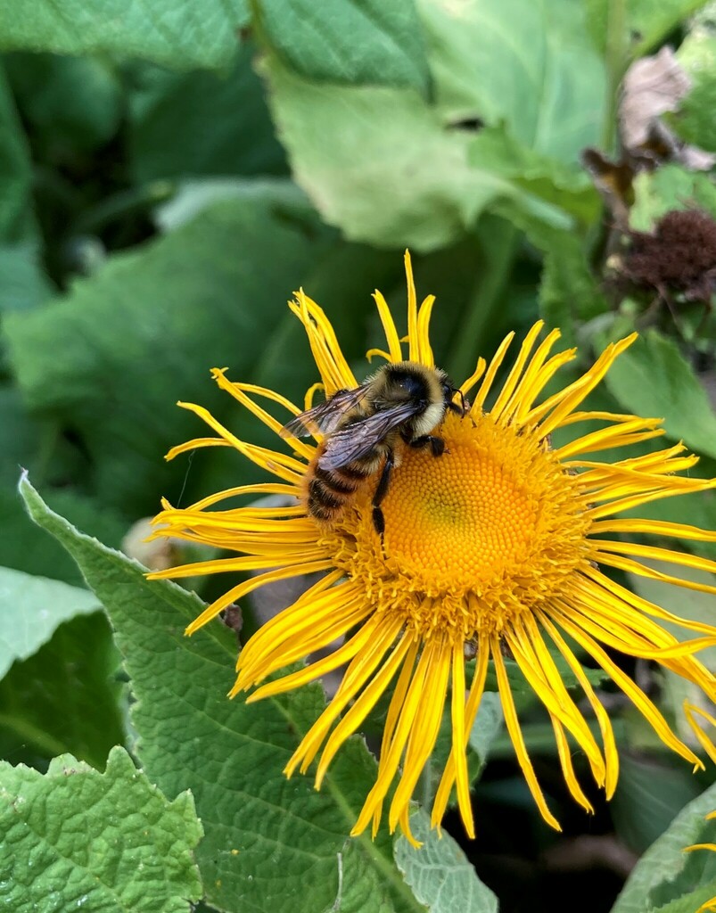Red-belted Bumble Bee from Douglasdale, Calgary, AB T2Z, Canada on ...
