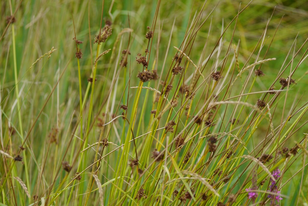 Compact Rush from Somerset, UK on August 8, 2023 at 11:50 AM by joy ...