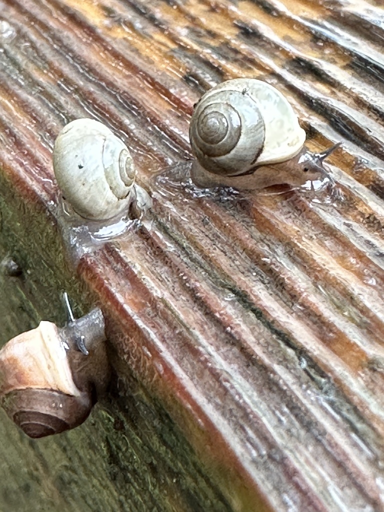 Globular Drop Snail from Johanna St W, Austin, TX, US on May 13, 2023 ...