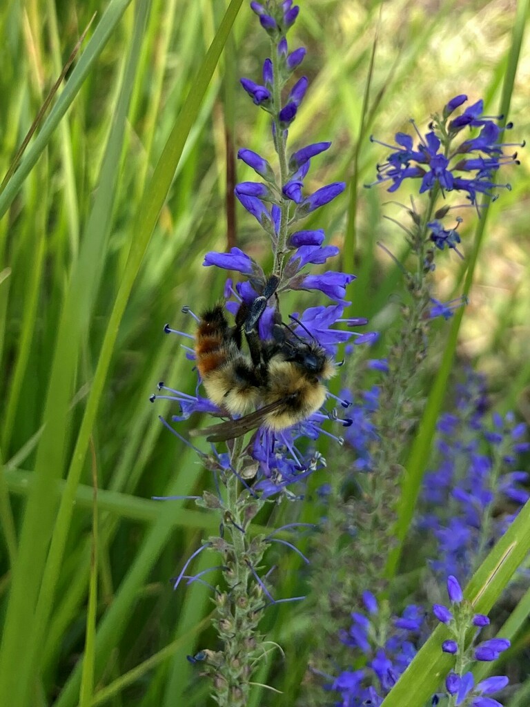 Red-belted Bumble Bee from Douglasdale, Calgary, AB T2Z, Canada on ...