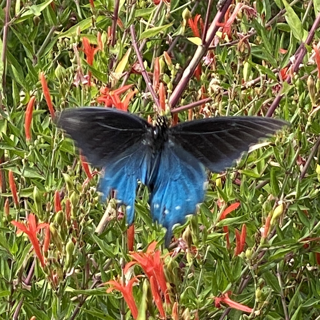 Pipevine Swallowtail from Texas Discovery Gardens, Dallas, TX, US on ...