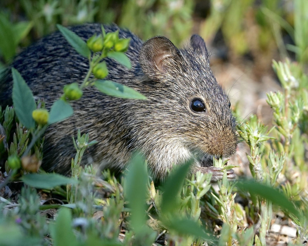 Hispid Cotton Rat from Philippi Creek, Sarasota, FL, US on August 8 ...