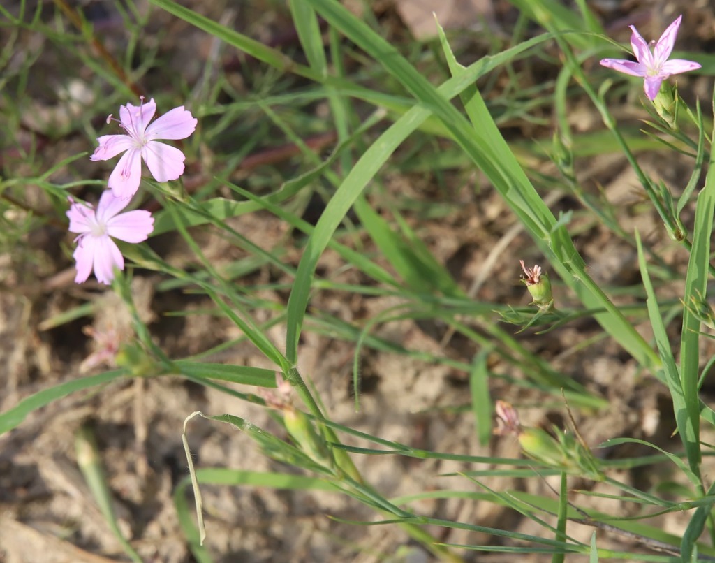 (Dianthus gracilis) - Botanical Realm