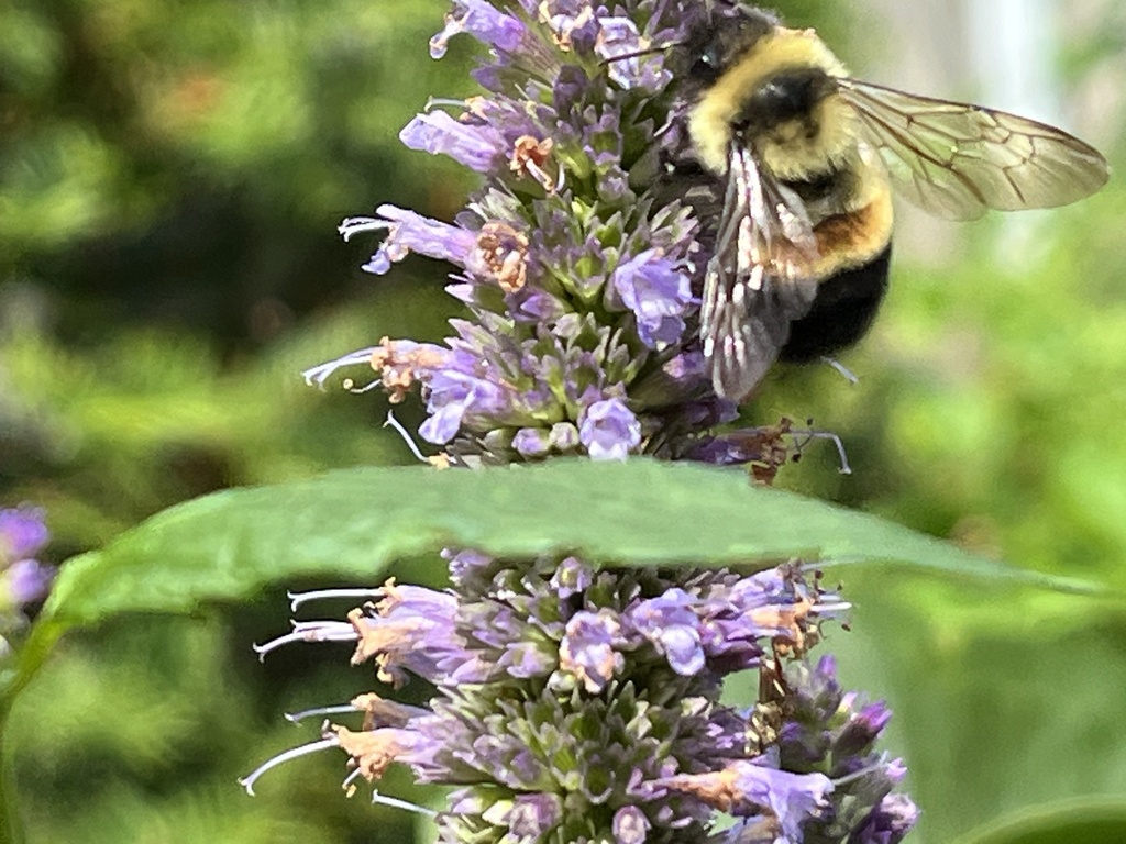 Rusty-patched Bumble Bee in August 2023 by JoeGee · iNaturalist