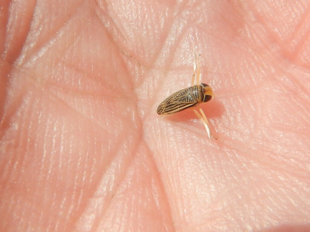 Sigara trilineata from Thunder Bay District, ON, Canada on August 2 ...