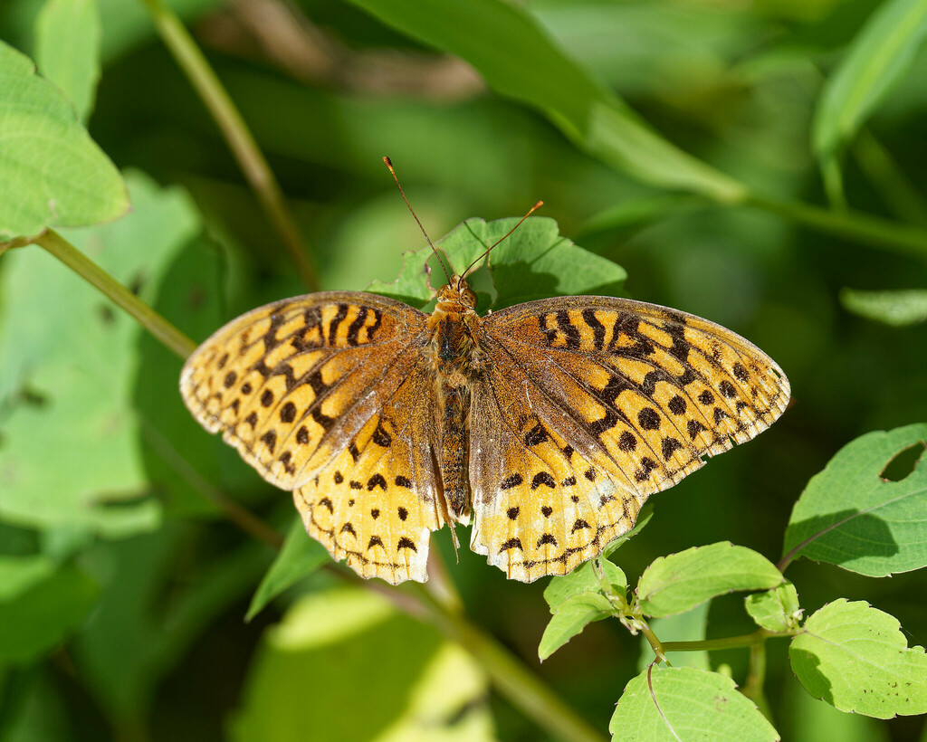 Great Spangled Fritillary from Cambria County, PA, USA on August 8 ...