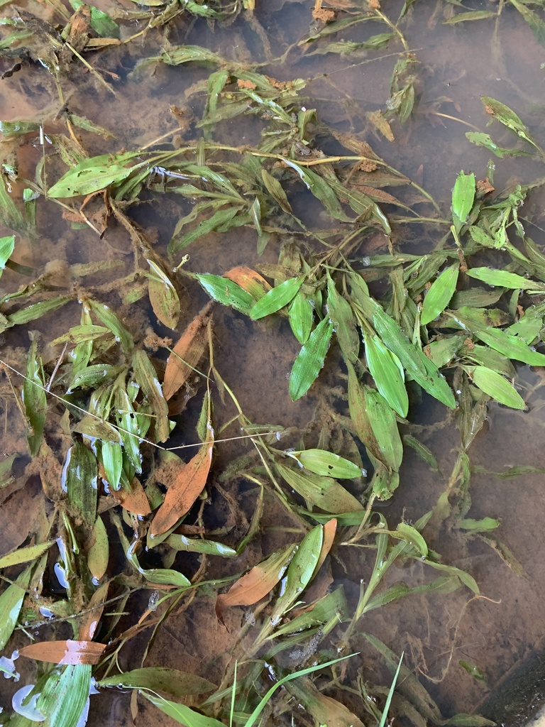 Northern Pondweed from Р254, Муниципальный Район Тюменский, Тюменская ...