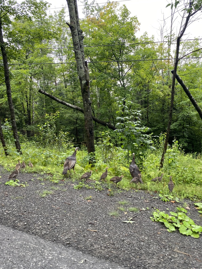 Wild Turkey from Saint-Sauveur, QC J0R, Canada on August 8, 2023 at 08: ...