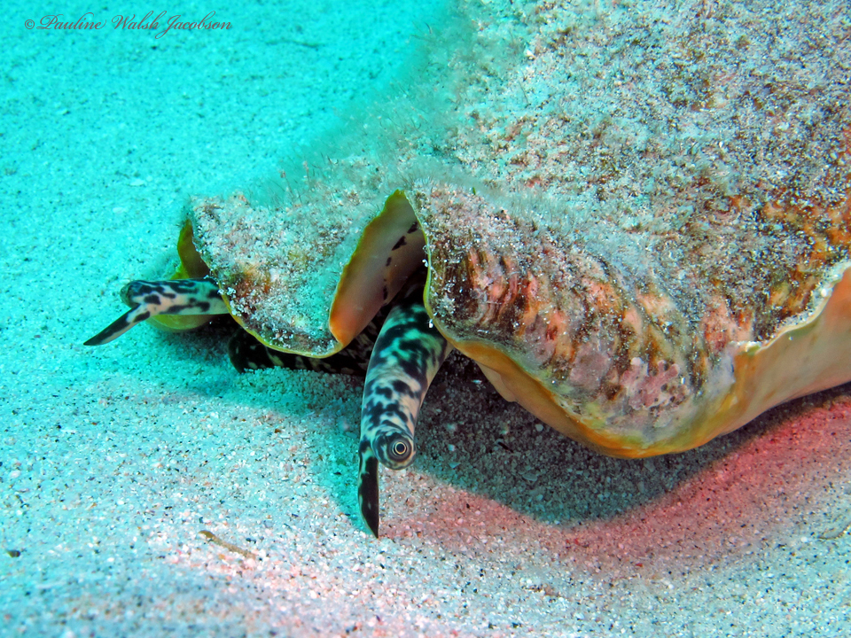 Queen Conch from Central, St John 00830, USVI on May 26, 2014 at 10:07 ...