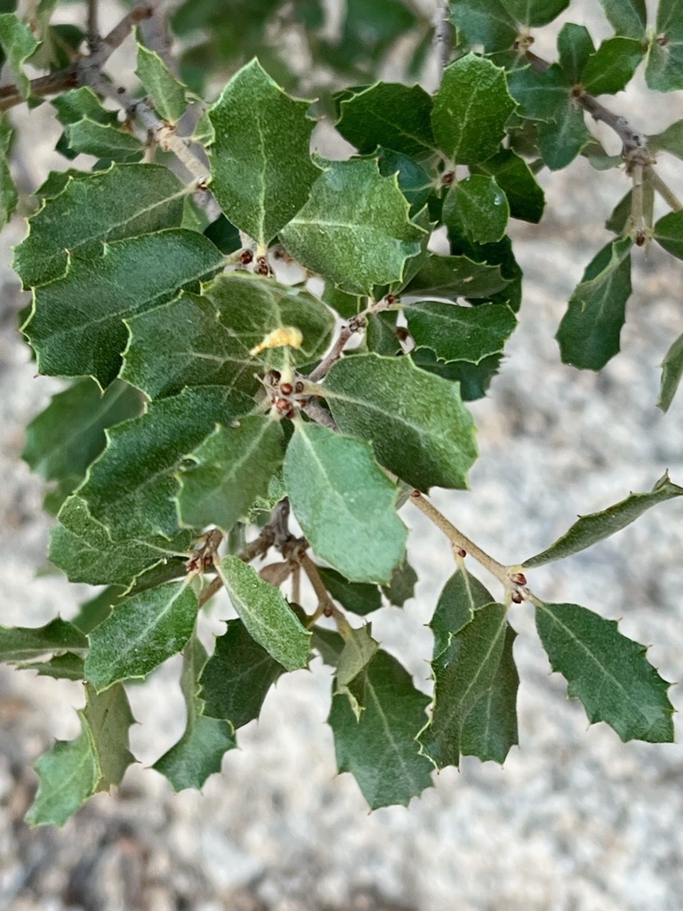 Muller's oak from Joshua Tree National Park, Desert Hot Springs, CA, US ...