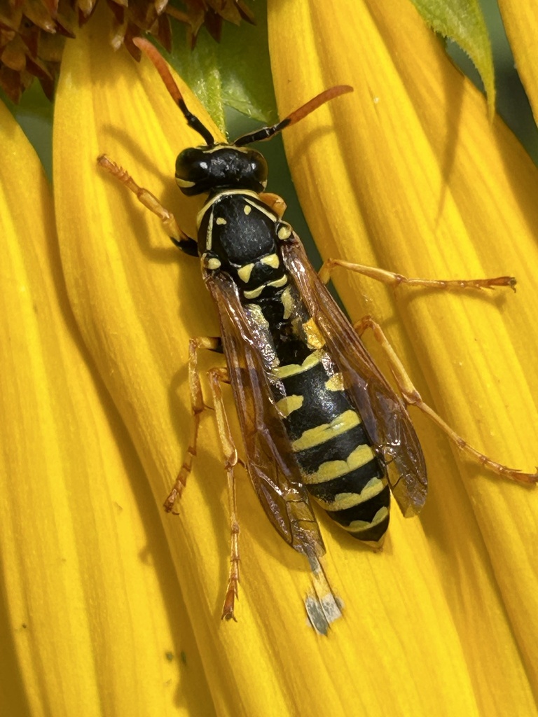 European Paper Wasp from Willshire Blvd, Cheyenne, WY, US on August 8 ...