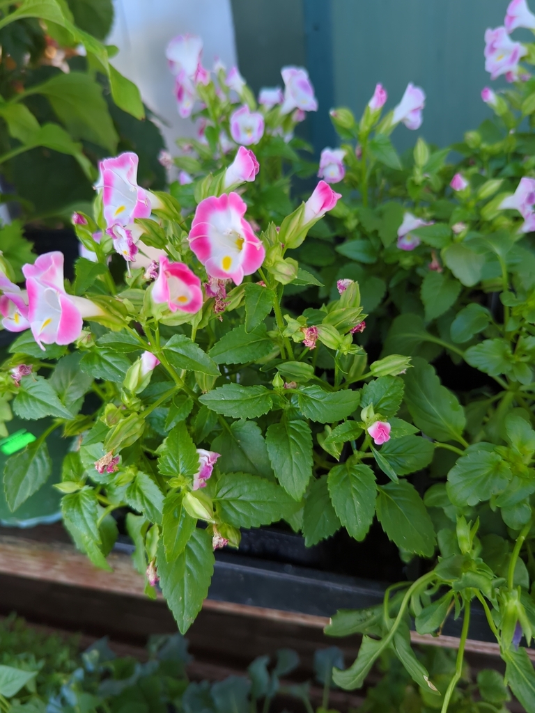 wishbone flower from San Anselmo on August 8, 2023 at 10:49 AM by ...