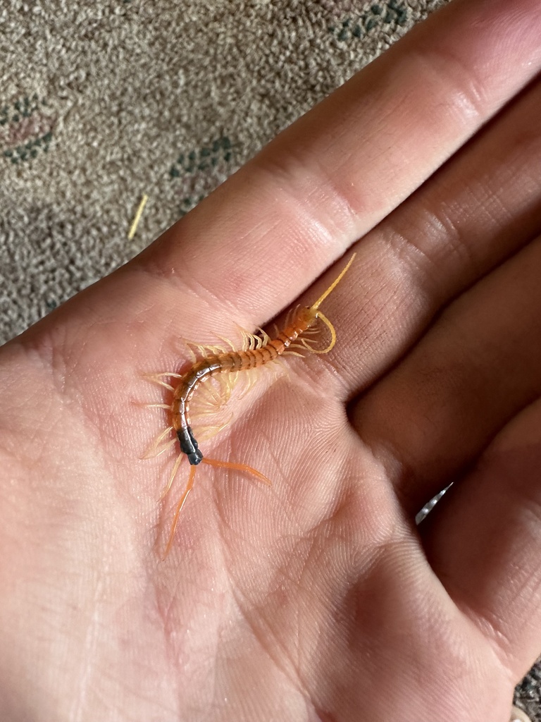 Giant Desert Centipede from W Portal Rd, San Simon, AZ, US on August 7 ...