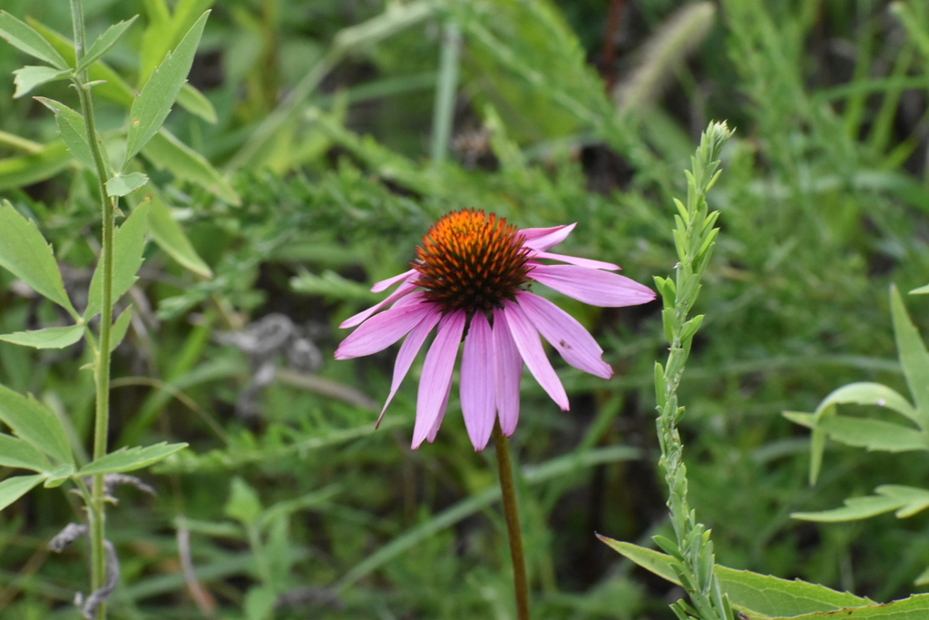 purple coneflower from Bowling Green, KY, USA on August 6, 2023 at 05: ...
