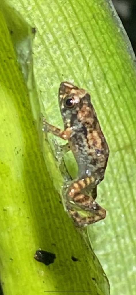 Greenhouse Frog from 17th St N, Saint Petersburg, FL, US on August 8 ...