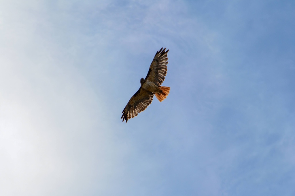 Southwestern Red-tailed Hawk from Big Bend National Park, Alpine, TX ...