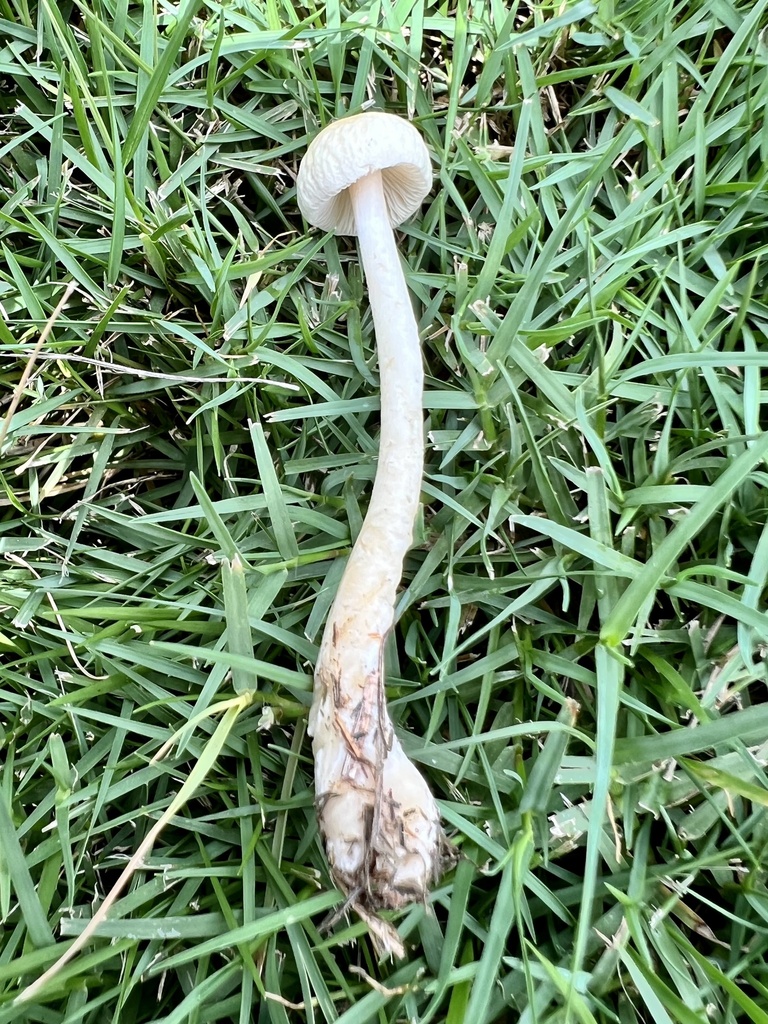 Agrocybe retigera from N Pelham Rd NE, Atlanta, GA, US on August 8 ...