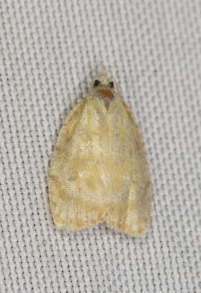 Oak Leafshredder Moth from Cheboygan County, MI, USA on July 22, 2023 ...