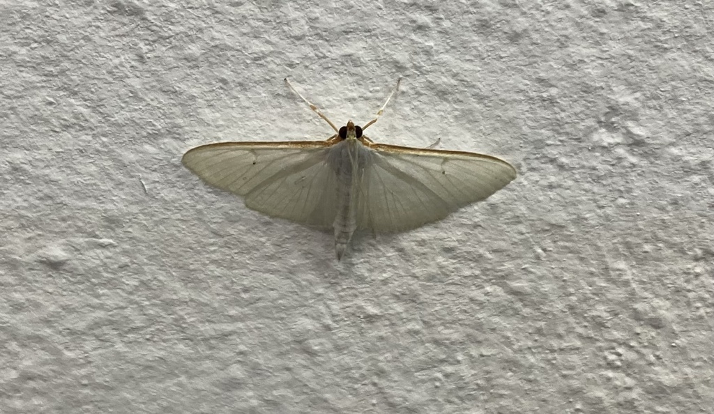 Jasmine Moth in August 2023 by shanrune · iNaturalist