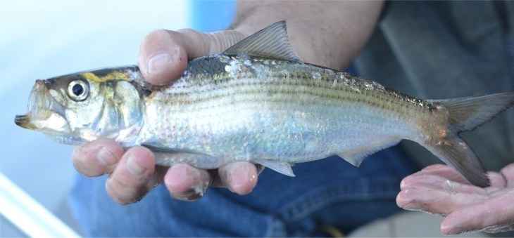 Blueback Shad in October 2017 by uconnbirdfish. Crow Point Cove, CT ...