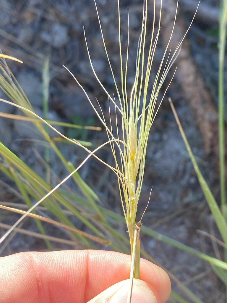 Wild Ryes and Wheatgrasses from Riverside County, CA, USA on August 3 ...