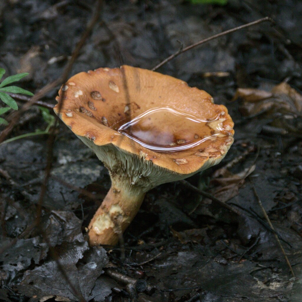 Weeping Milk Cap from Артинский район, Свердловская область, Россия on ...