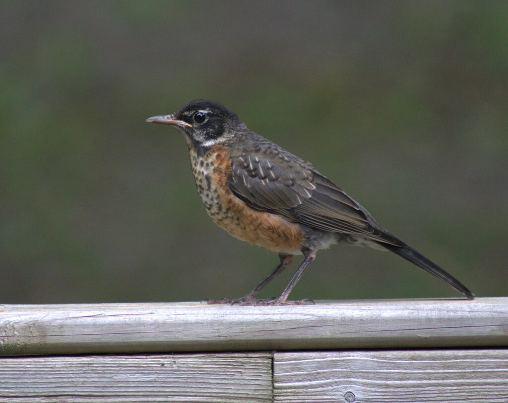 American Robin from Ahmadi Crescent, Bedford, NS B4A, Canada on August ...