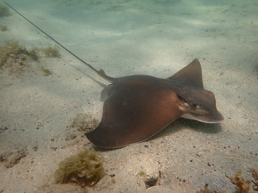 Longnose Eagle Ray (Myliobatis longirostris) - Marine Life Identification