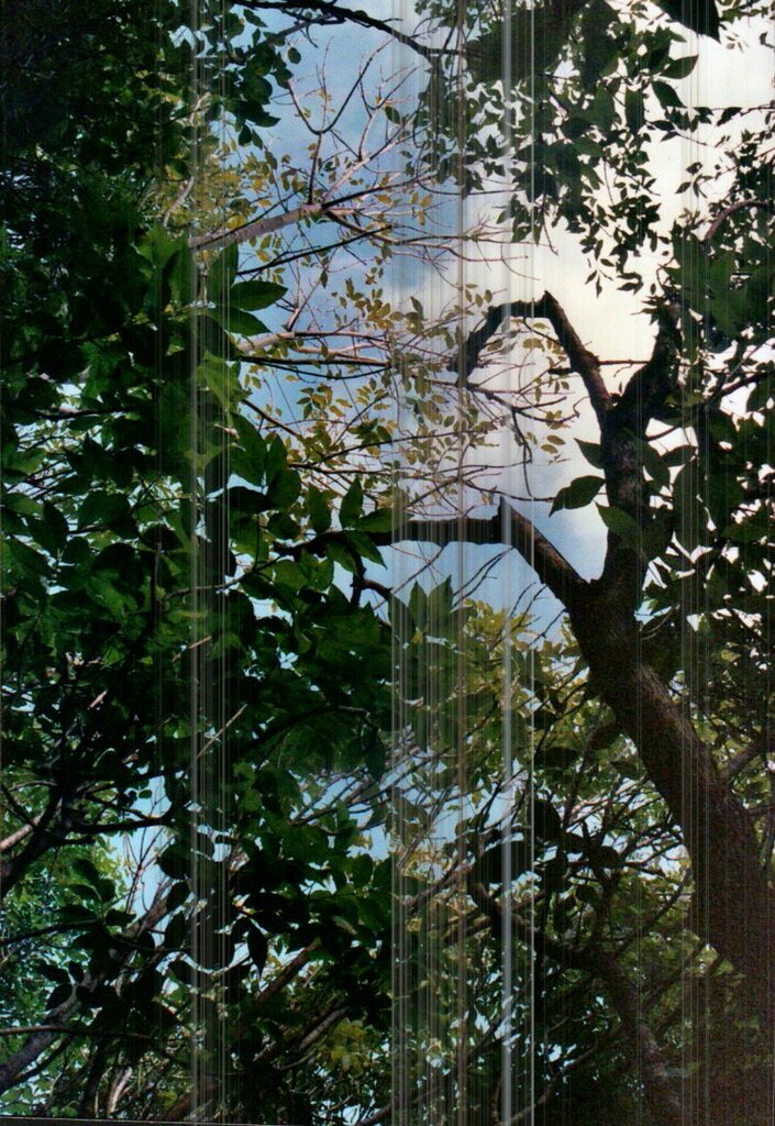 Shamel Ash from Mt Ka`ala Trail, Honolulu County, HI, USA on December ...