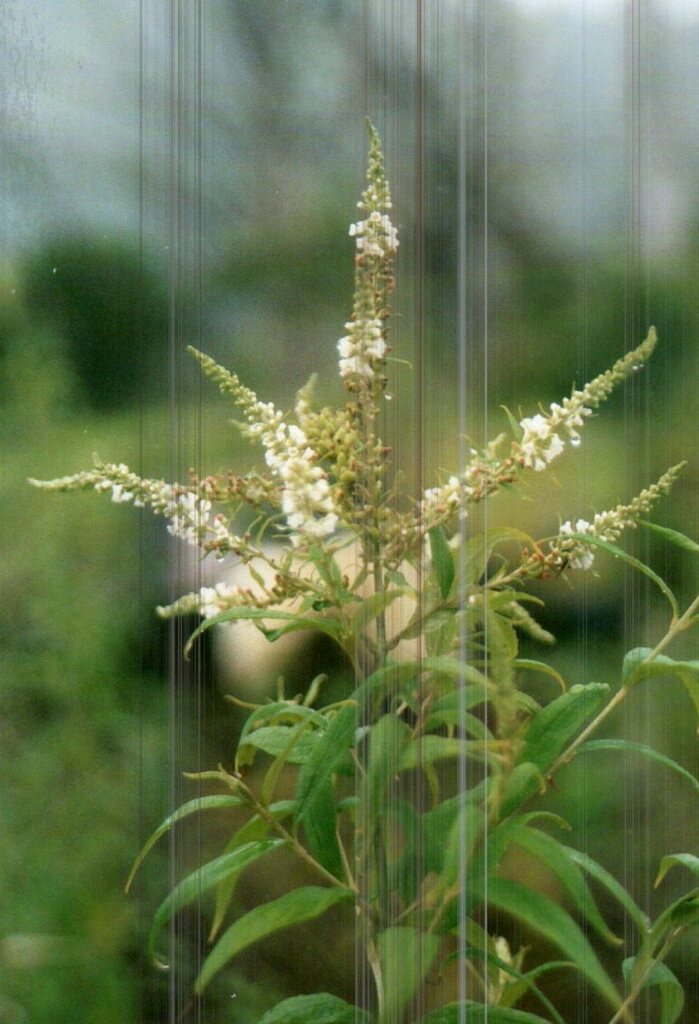 Asiatic butterfly-bush from Waianae Kai Forest Reserve, HI 96792, USA ...