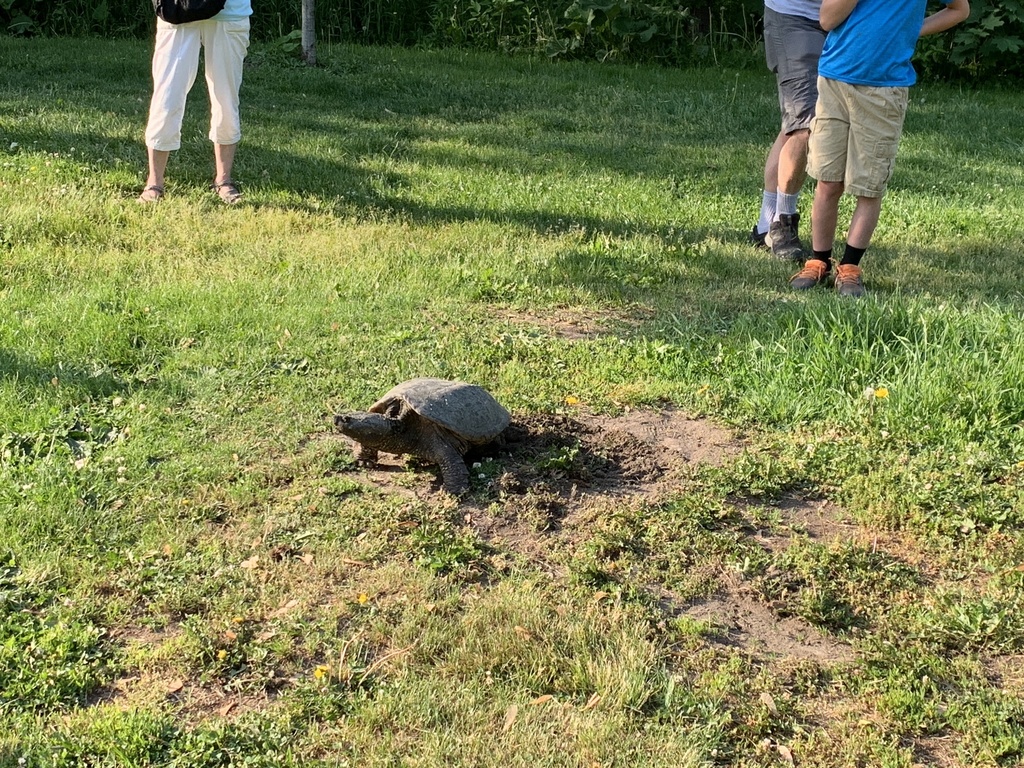 Common Snapping Turtle from Great Lakes Waterfront Tr, Toronto, ON, CA ...