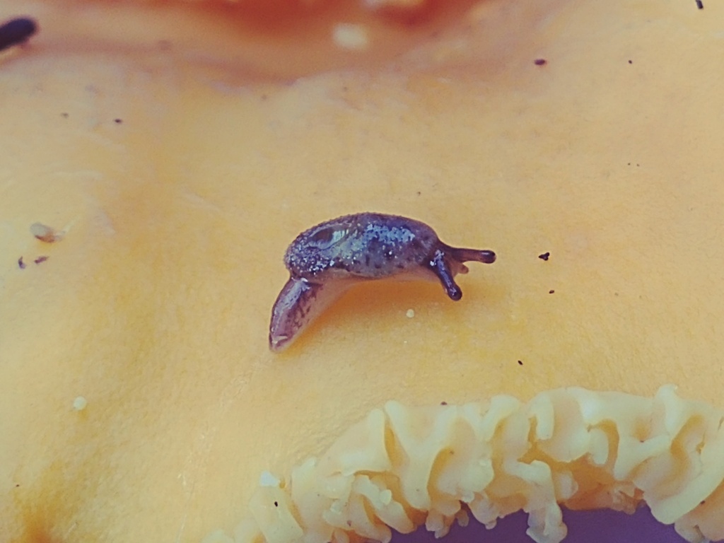 Warty Jumping-slug from Capital, BC, CA on October 14, 2019 at 01:33 PM ...