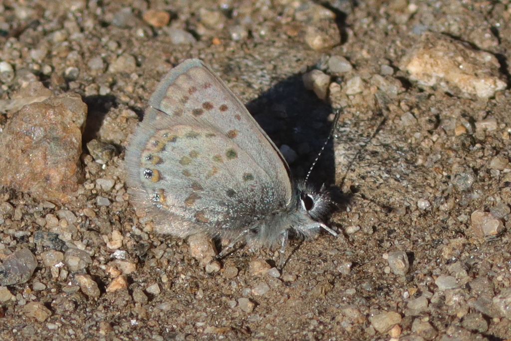 Shasta Blue from Summit County, CO, USA on July 21, 2023 at 09:22 AM by ...