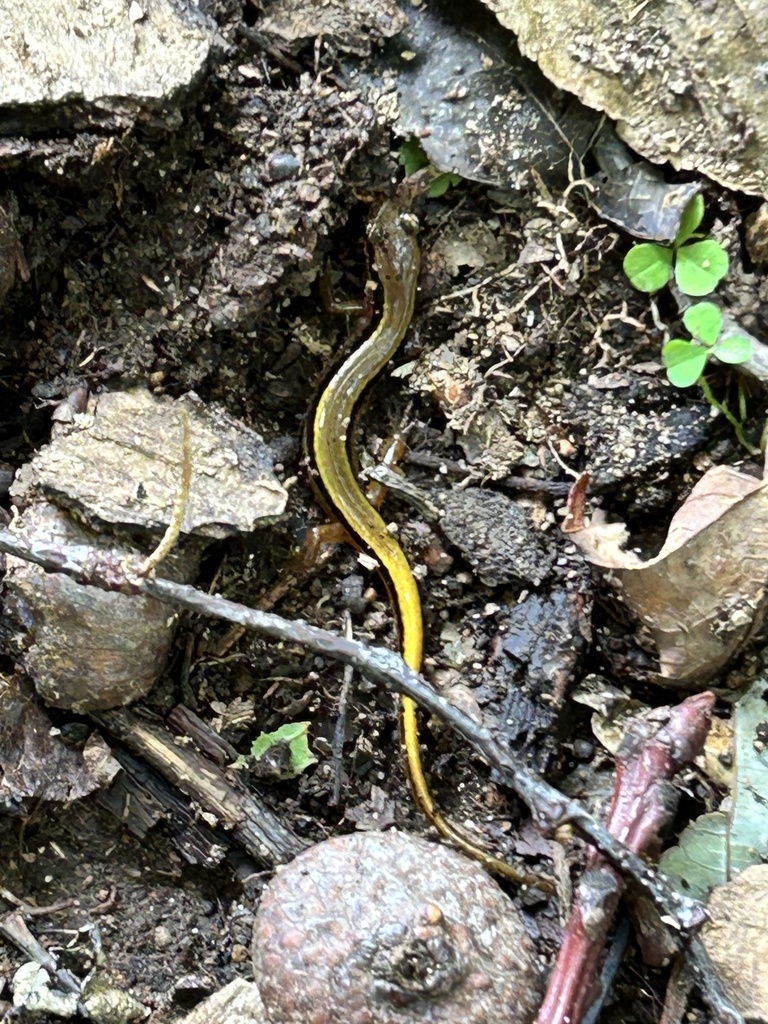Blue Ridge Two-lined Salamander from Pisgah National Forest, Mars Hill ...