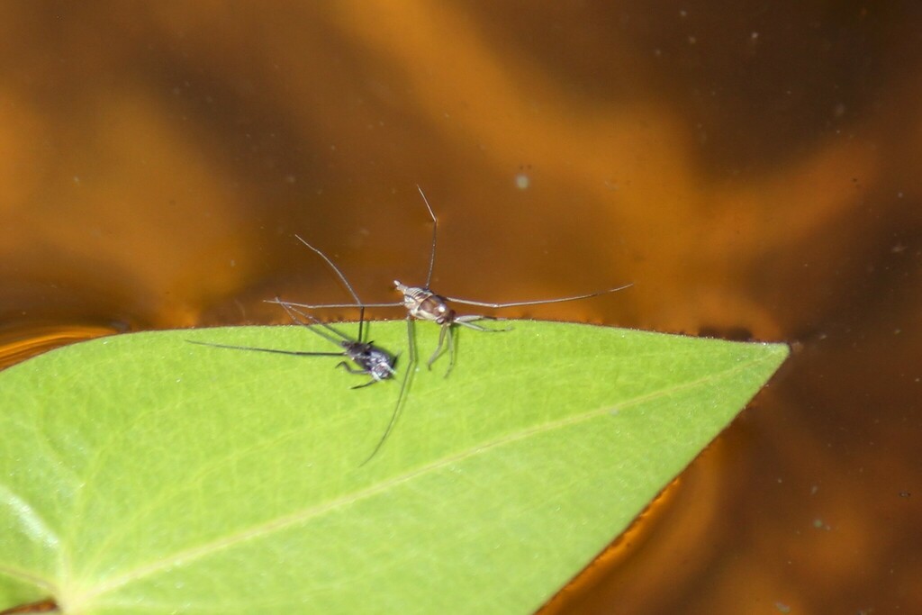 Metrobates hesperius from Thunder Bay District, ON, Canada on August 7 ...