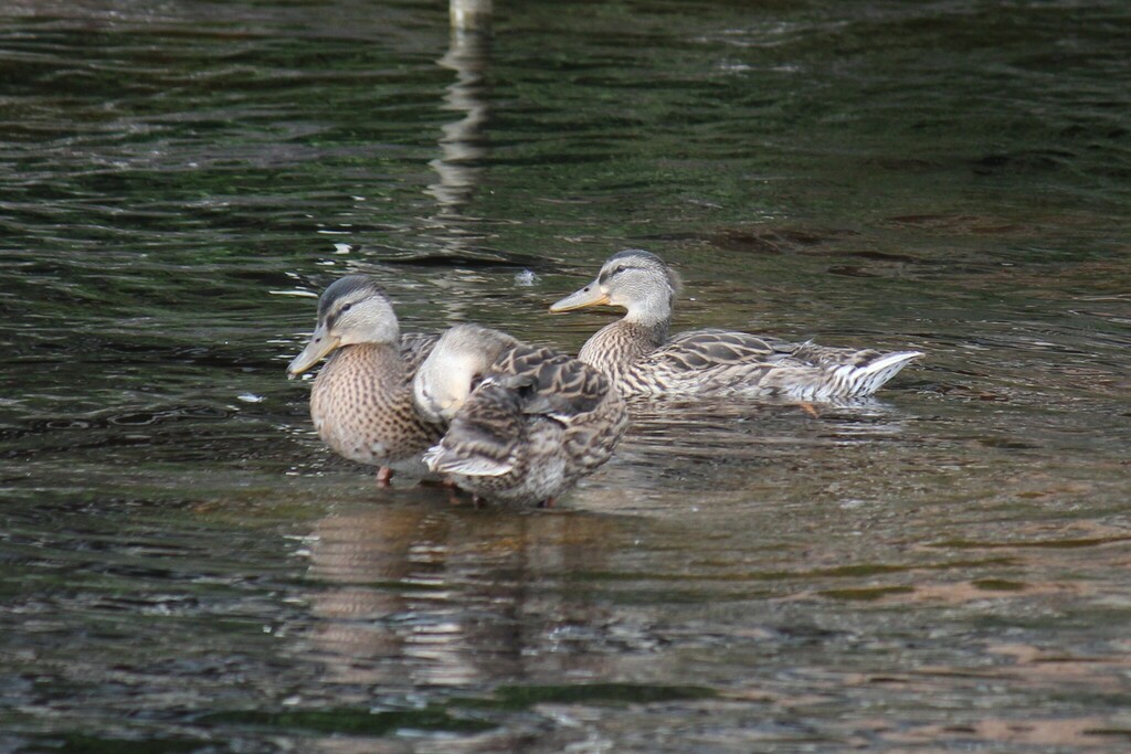 Mallard from Thunder Bay District, ON, Canada on August 7, 2023 at 01: ...