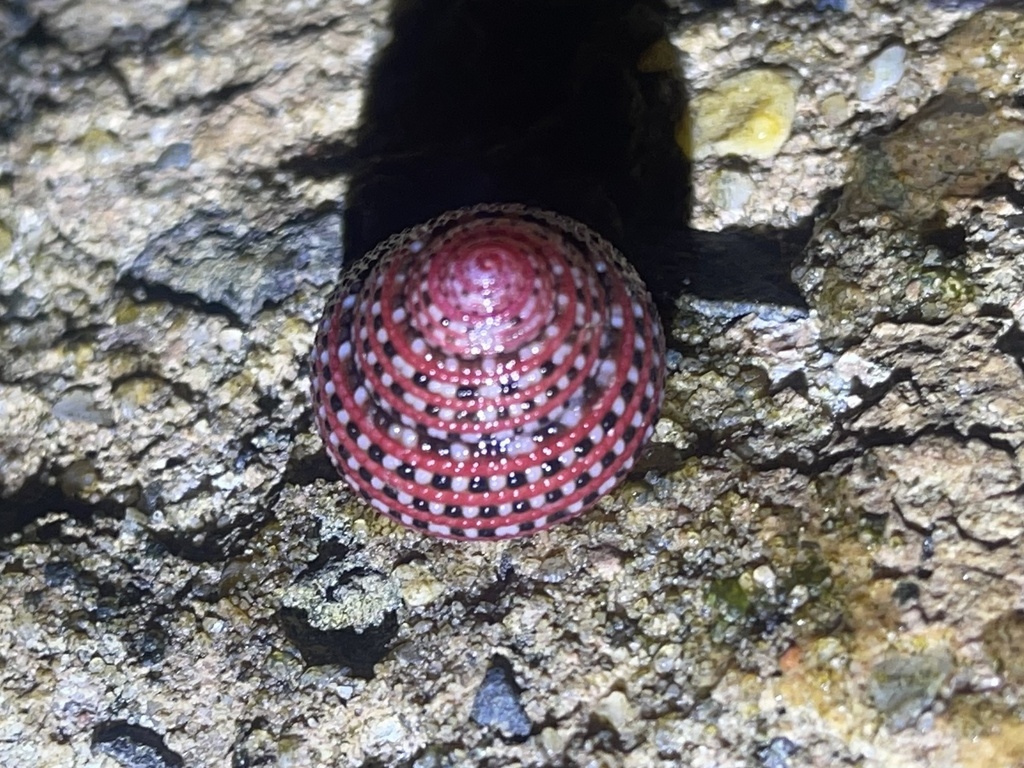 Clanculus pharaonius from Red Sea, Red Sea, EG on August 8, 2023 at 09: ...