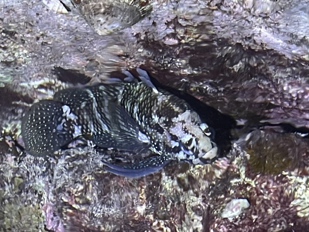 Whitespotted Longfin (Plesiops nigricans) - Marine Life Identification